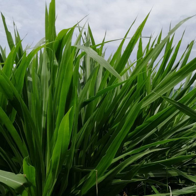 Ini Beda Rumput Odot dan Rumput Gajah » Jual Rumput Odot